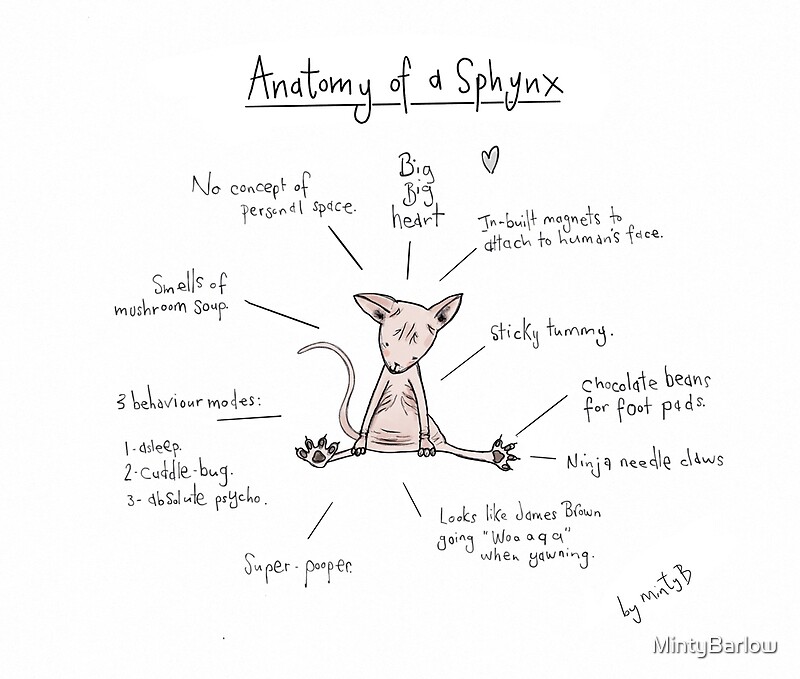 "Anatomy of a Sphynx" by MintyBarlow | Redbubble