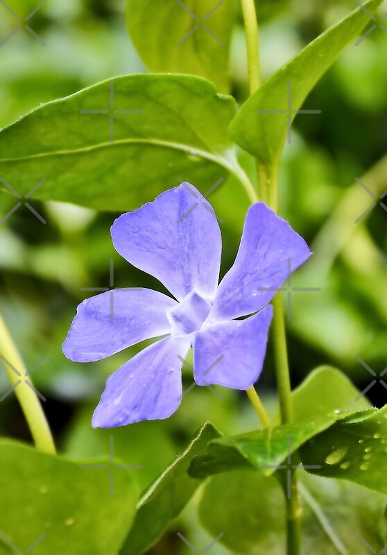 "Periwinkle Paradise" by Scott Mitchell | Redbubble