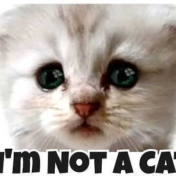 "I'm Not a Cat" Sticker for Sale by tshirtprod | Redbubble