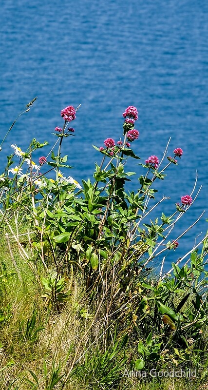 "Red Valerium on Berry Head" by Anna Goodchild | Redbubble