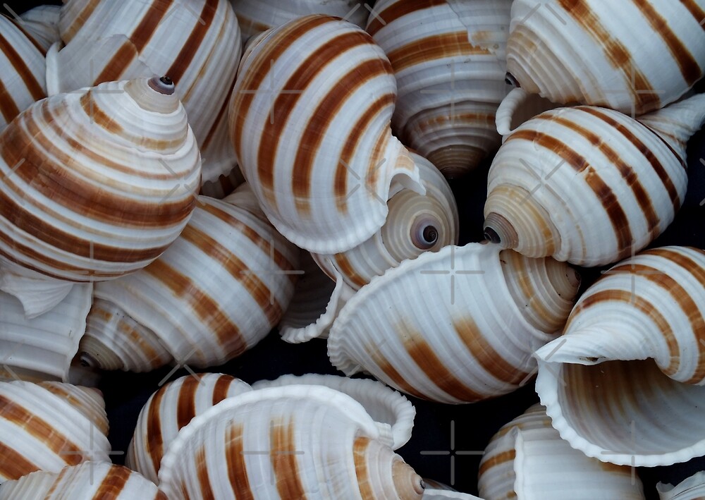 "Stripey Shells" by Yampimon | Redbubble