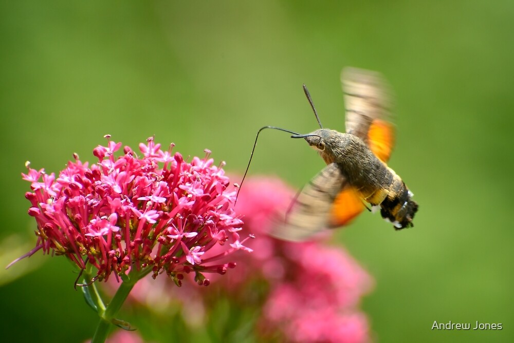 "Hummingbird hawk-moth, Castiglioncello del Trinoro, Tuscany, Italy" by ...
