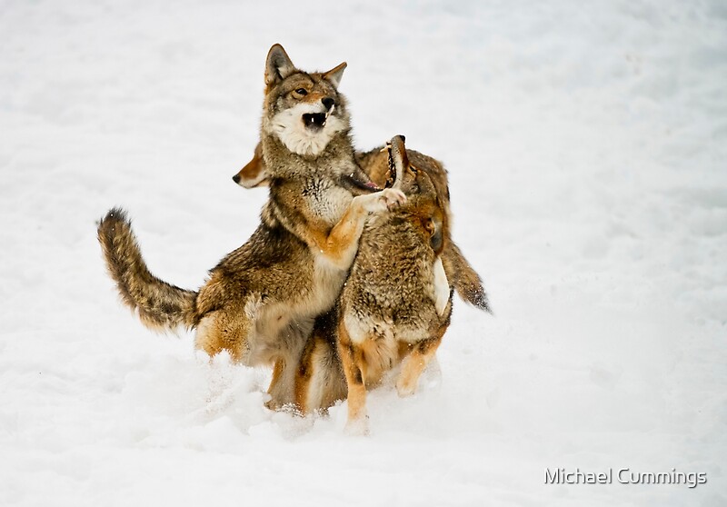 "Coyotes Playing 2" by Michael Cummings | Redbubble