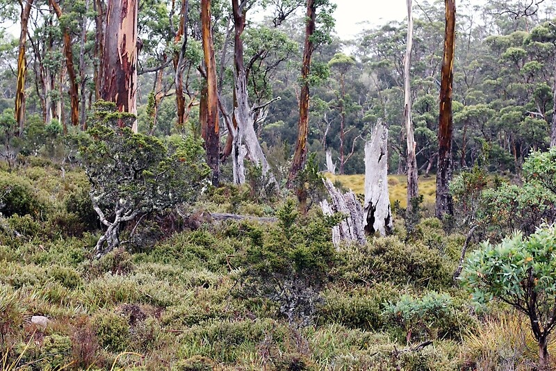 "cradle trees" by possumhollow | Redbubble