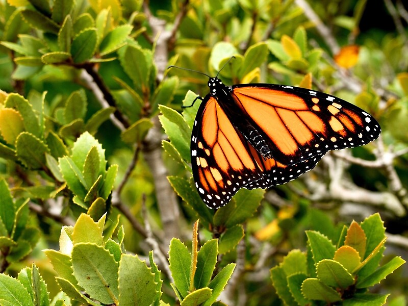 "Butterfly in Spring" by Douglas E. Welch | Redbubble