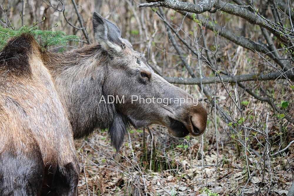 "Moose Profile" by ADM Photography | Redbubble
