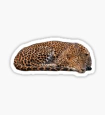 Cheetah: Stickers | Redbubble