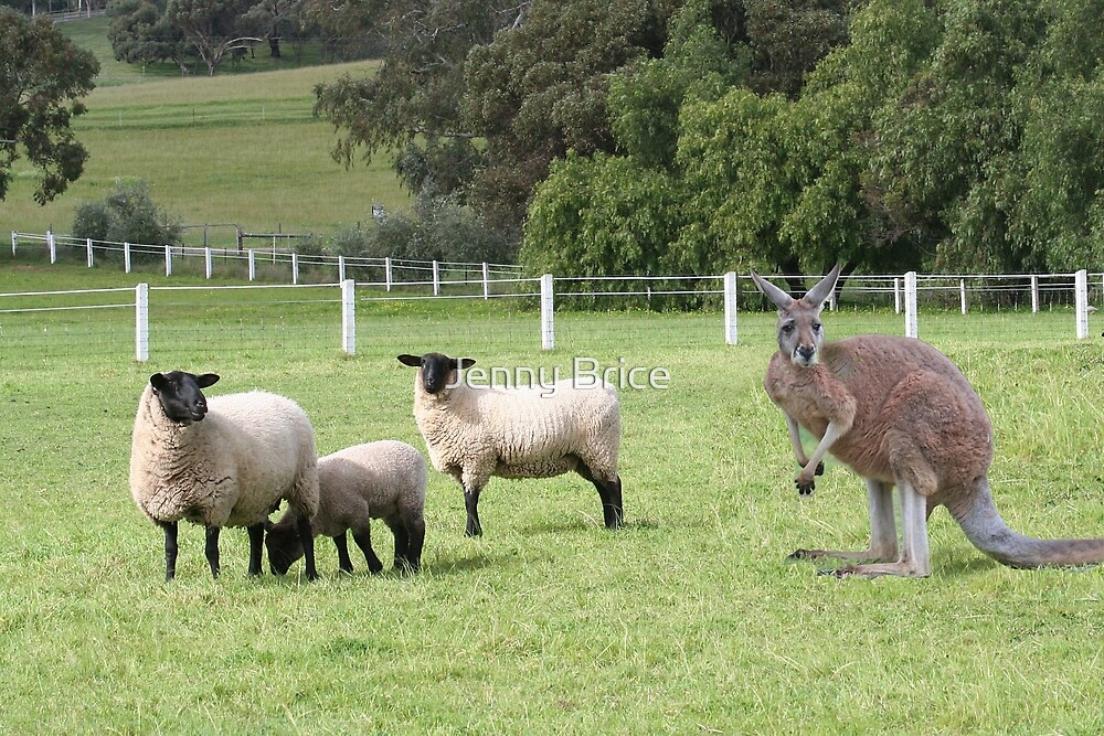"A Sheep Or Two, A K-Kangaroo" by Jenny Brice | Redbubble