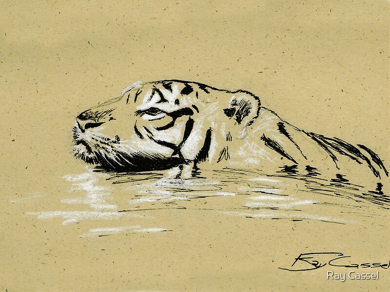 "Swimming Tiger Sketch" by Ray Cassel | Redbubble