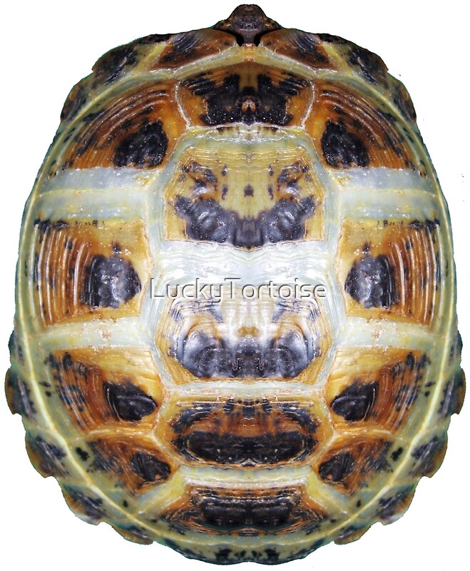"Tortoise Shell - Carapace" by LuckyTortoise | Redbubble