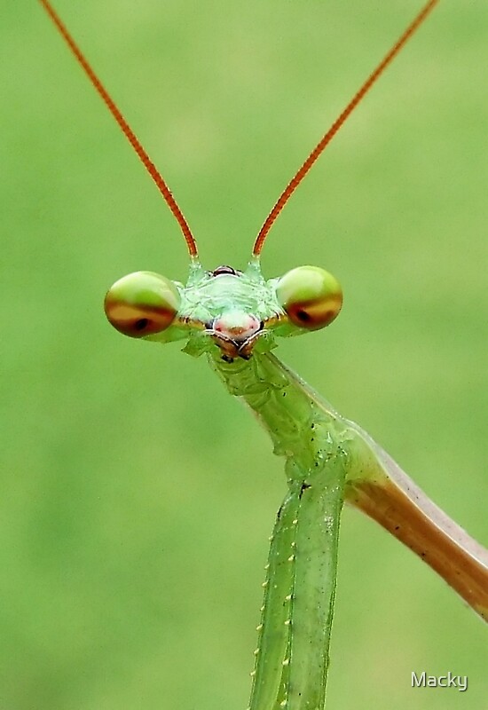 "Praying Mantis" by Macky | Redbubble