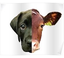 Animal Rights: Posters | Redbubble