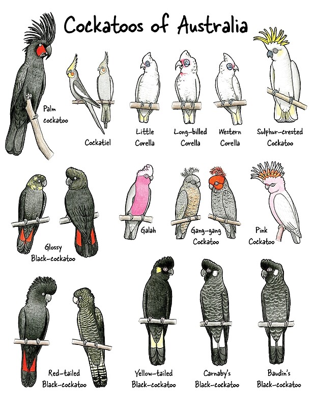 "Cockatoos of Australia - Raising funds for Birdlife Australia" by ...