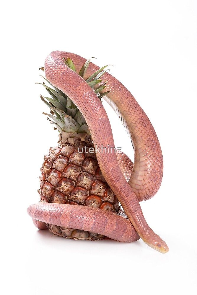 "Pink python snake anaconda and pineapple" by utekhina | Redbubble