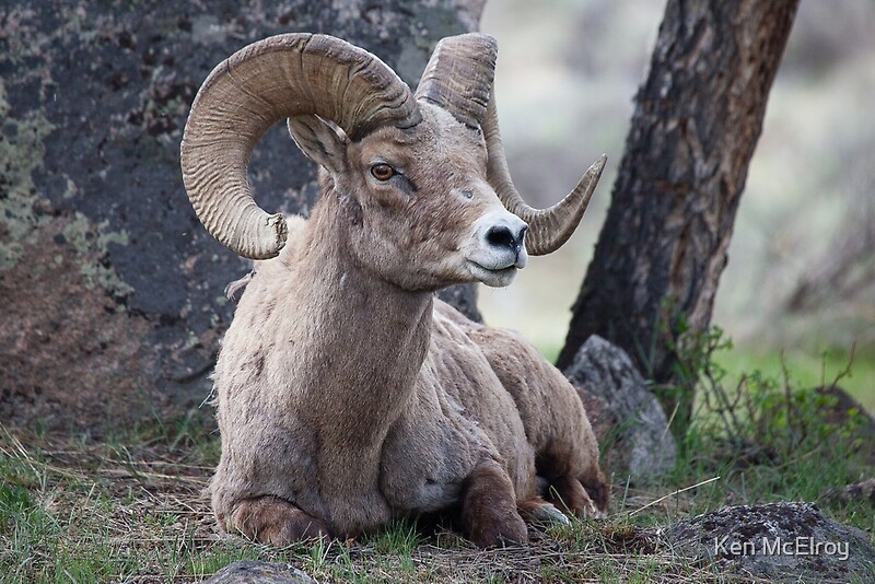 "Resting Ram" by Ken McElroy | Redbubble