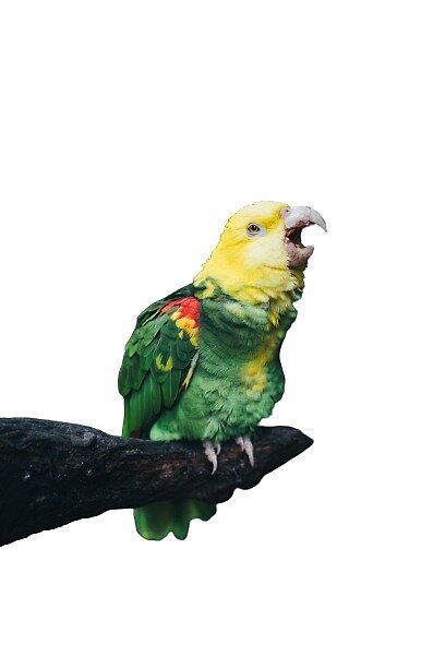"Cute Green Parrot yawning on perch" by magnetite360 | Redbubble