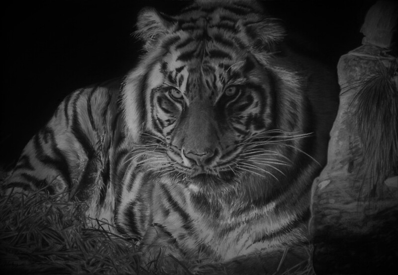 "Year of the tiger by Sam Norbury & Rodeorose" by Samantha Norbury ...