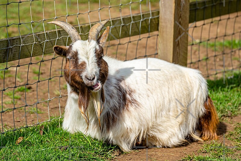 "British Toggenburg goat" by Dalyn | Redbubble