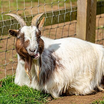 "British Toggenburg goat" Poster for Sale by Dalyn | Redbubble