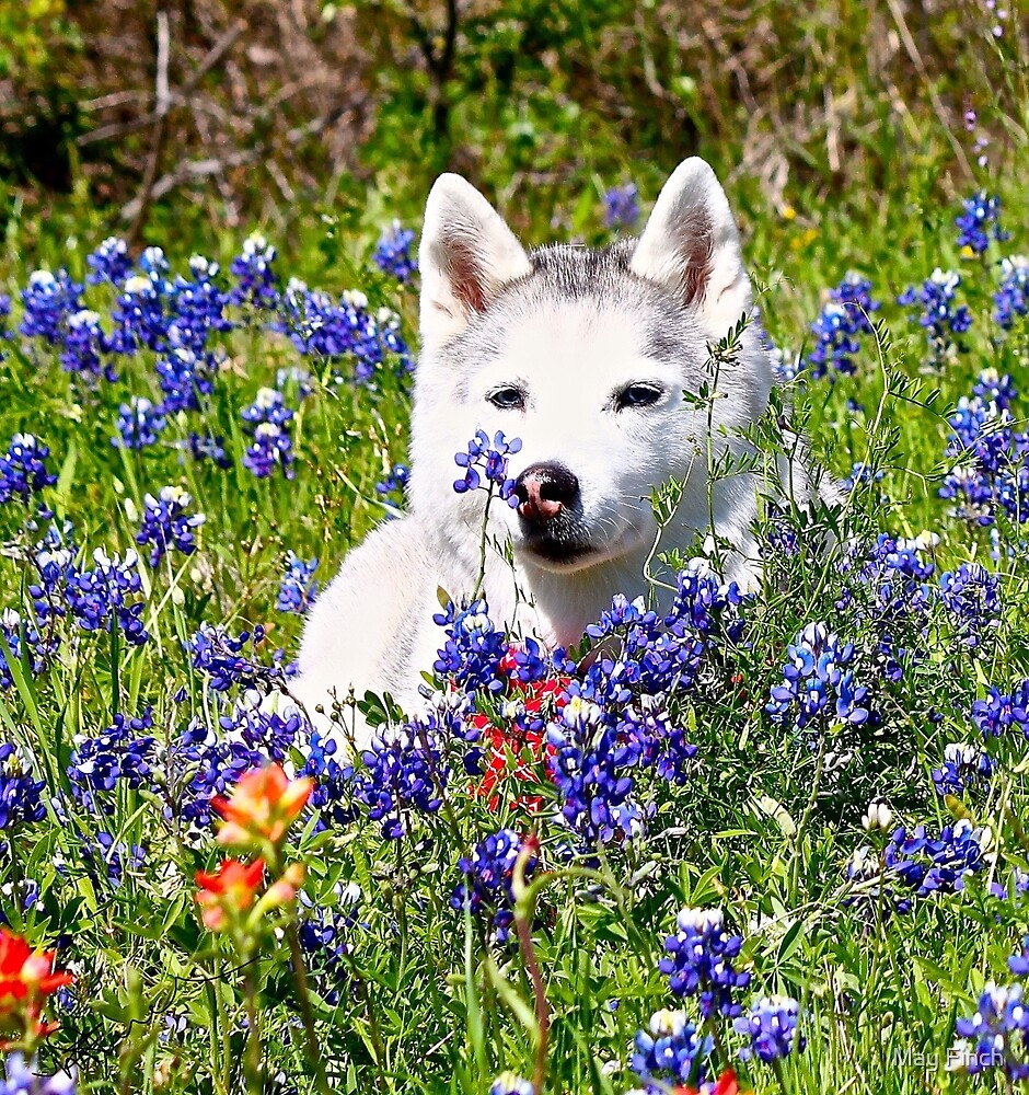 "Siberian Husky in Spring Flowers" by May Finch | Redbubble