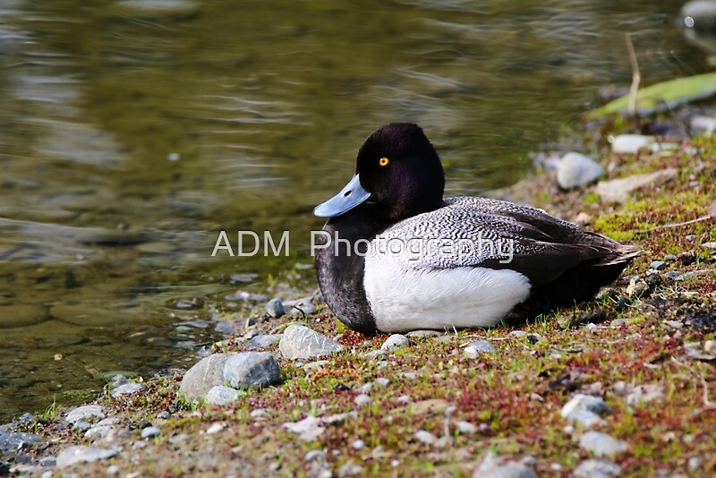 "Scaup Duck" by ADM Photography | Redbubble