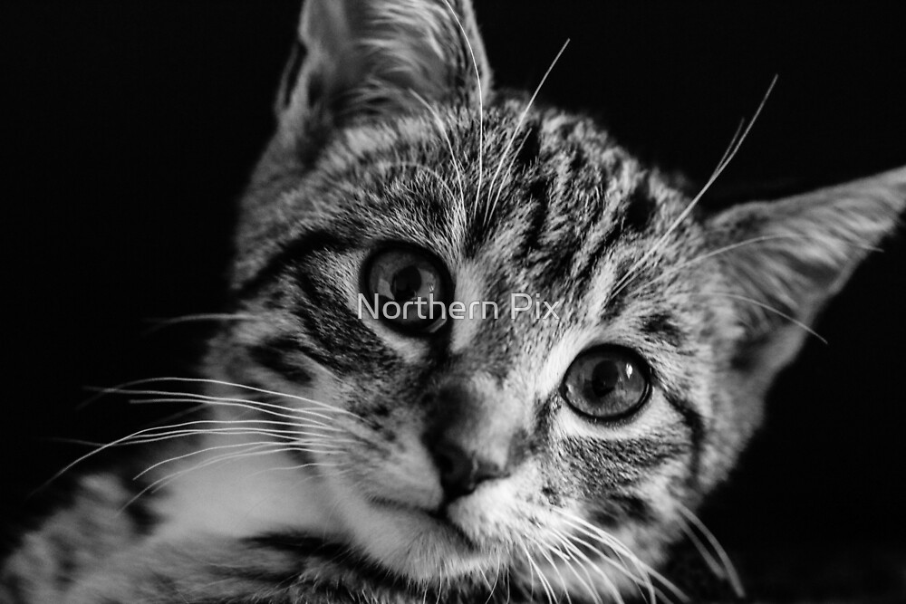 "Archie The Cat" by Northern Pix | Redbubble