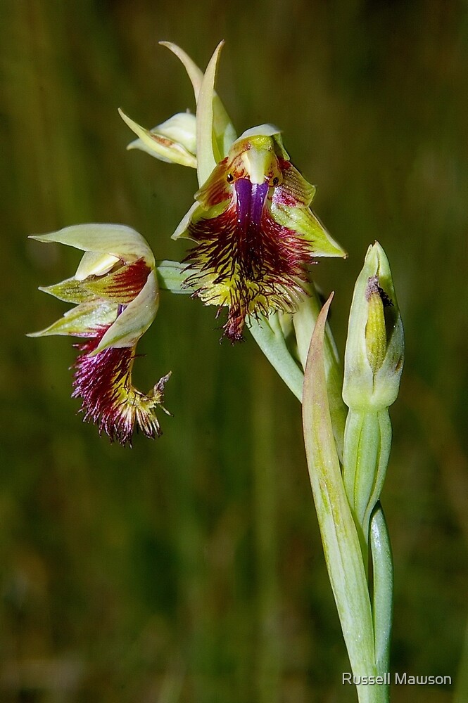 "Calochilus campestris (Copper Beard Orchid)" by Russell Mawson | Redbubble