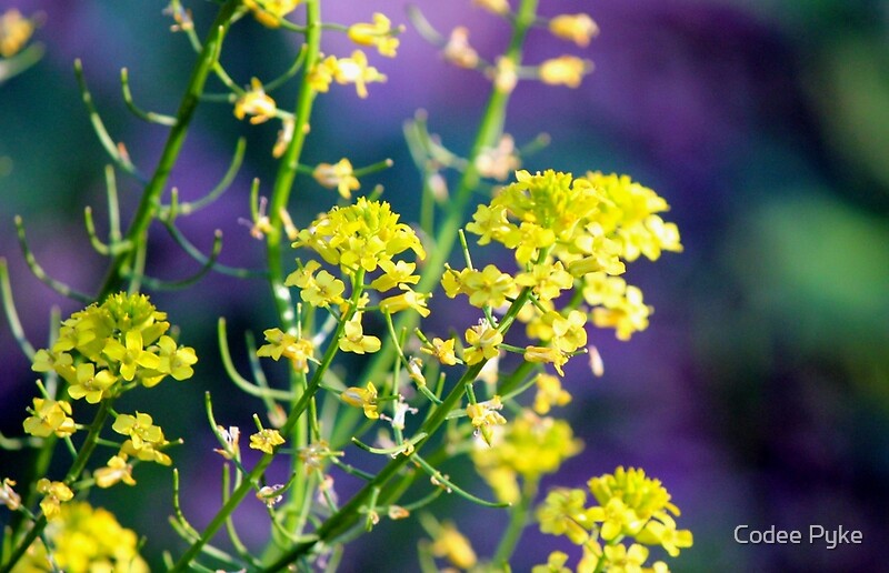 "Yellow Rocket Flower Blossoms" by Codee Pyke | Redbubble