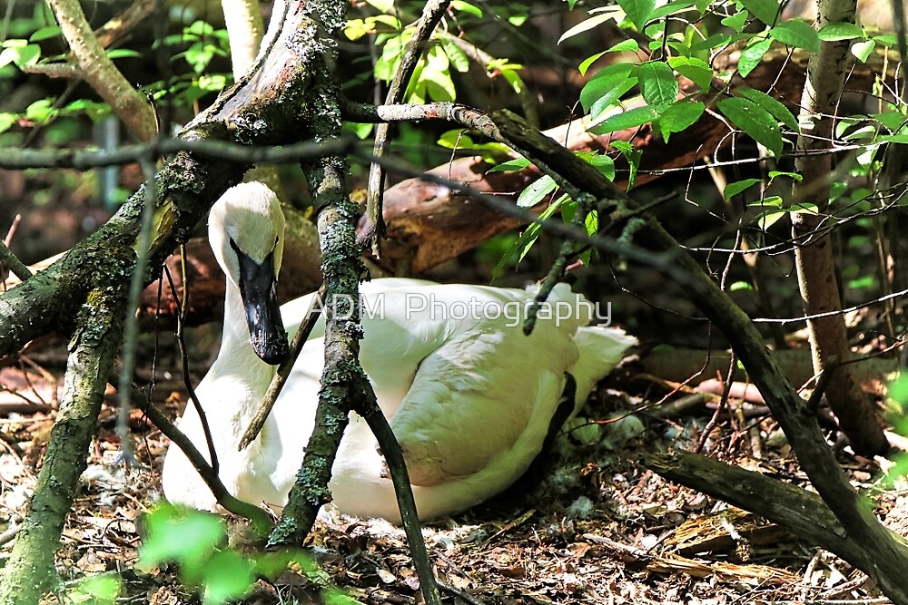 "Trumpeter Swan Laying on a Nest" by ADM Photography | Redbubble