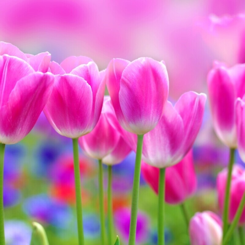 "Beautiful Pink Tulip Merchandise" by cindyfordyce | Redbubble
