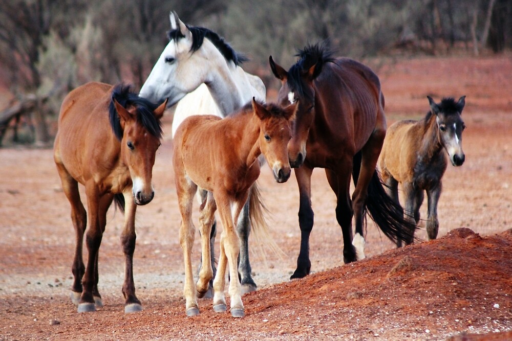 "Wild Brumbies of the Mereenie" by possumhollow | Redbubble