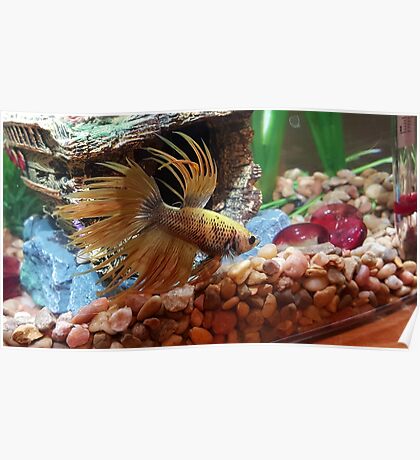 Betta Fish: Posters | Redbubble