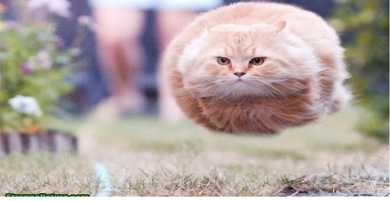 "Floating Cat" by ladybugsr-cool | Redbubble