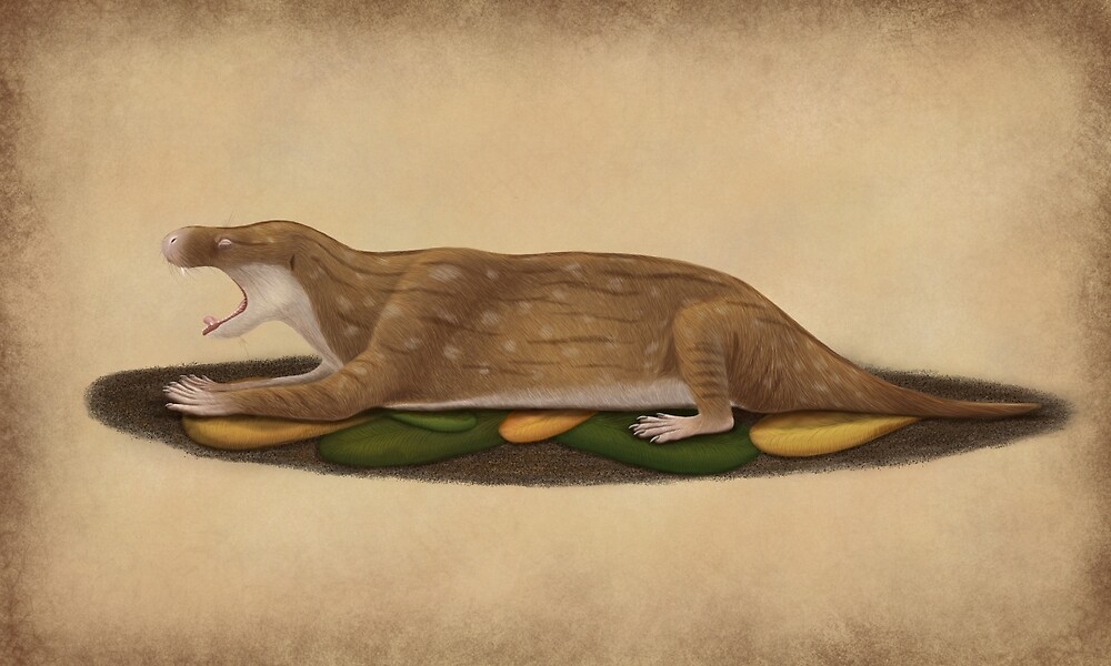 "Charassognathus gracilis - the oldest known cynodont" by synapsid ...