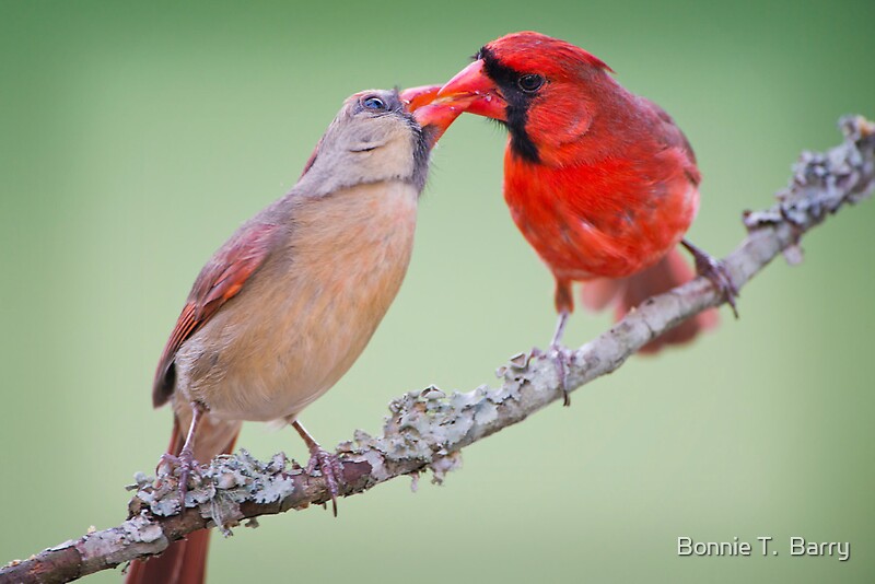 "Kissing Cardinals" by Bonnie T. Barry | Redbubble