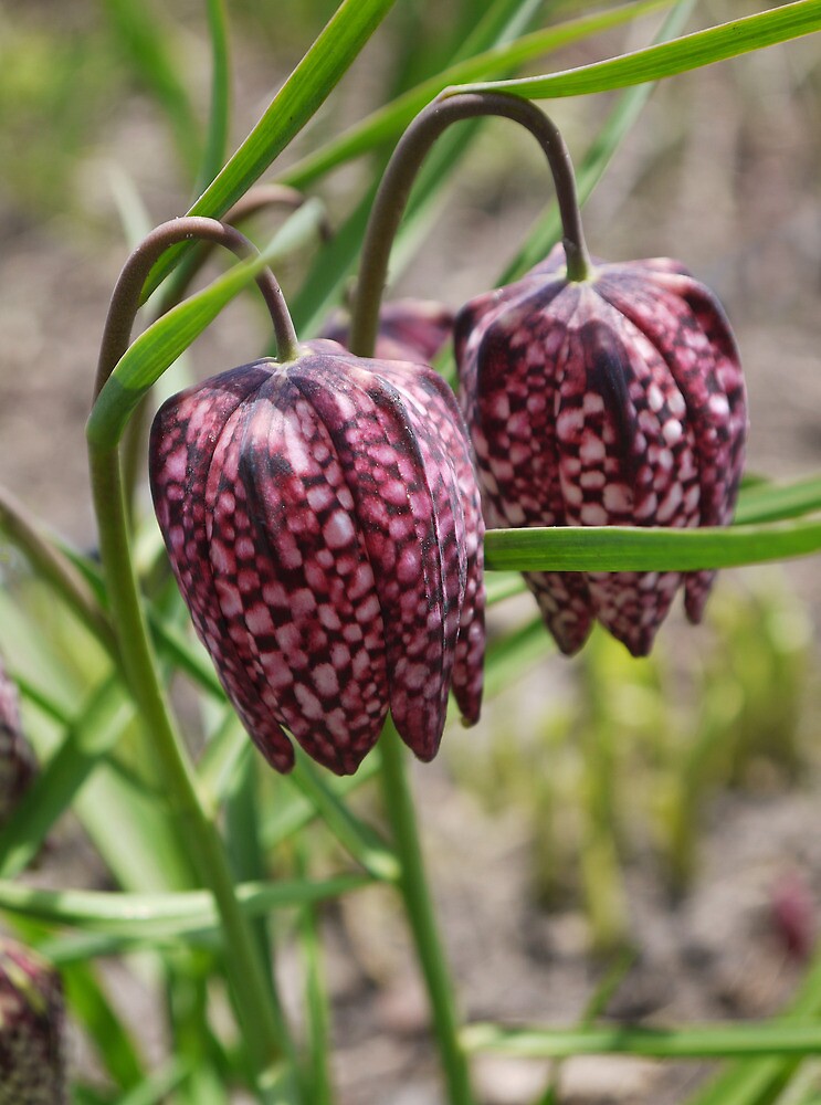 "Checkered Lily" by kkmarais | Redbubble