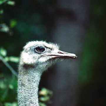 "Angry Emu" Sticker for Sale by blackadder | Redbubble