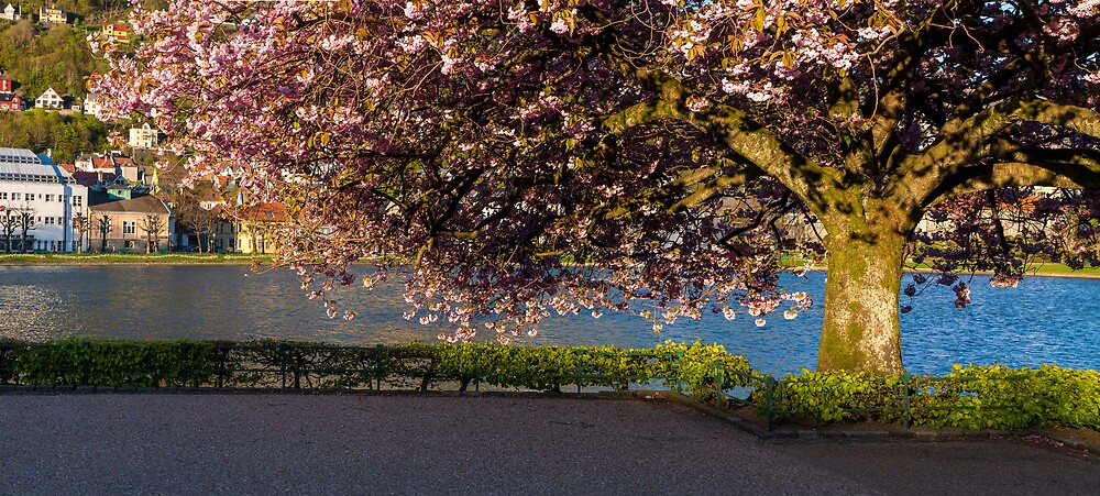 "Spring blossom. Bergen, Norway." by Paulius Bruzdeilynas | Redbubble