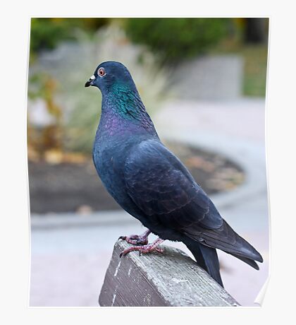 Pigeon: Posters | Redbubble