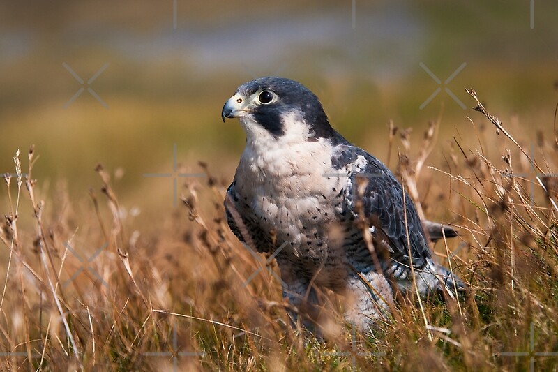 "Peregrine Falcon close-up" by Steve Miller | Redbubble