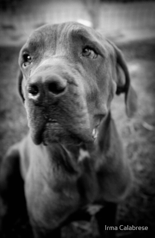 "Zeus - Cane corso" by Irma Calabrese | Redbubble