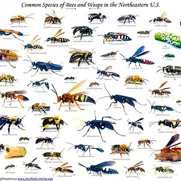 "Common Species of Bees and Wasps Chart" iPad Case & Skin for Sale by ...