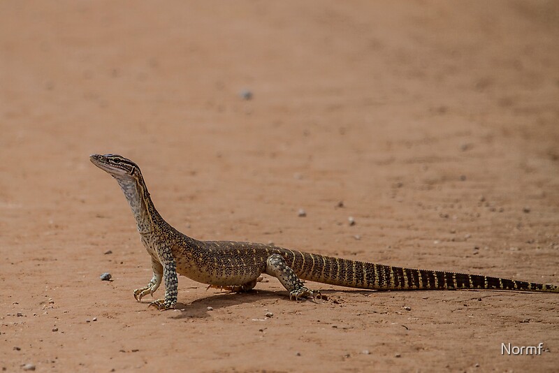 Sand Goanna By Normf Redbubble