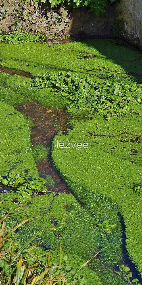 "Algae Stream" by lezvee | Redbubble
