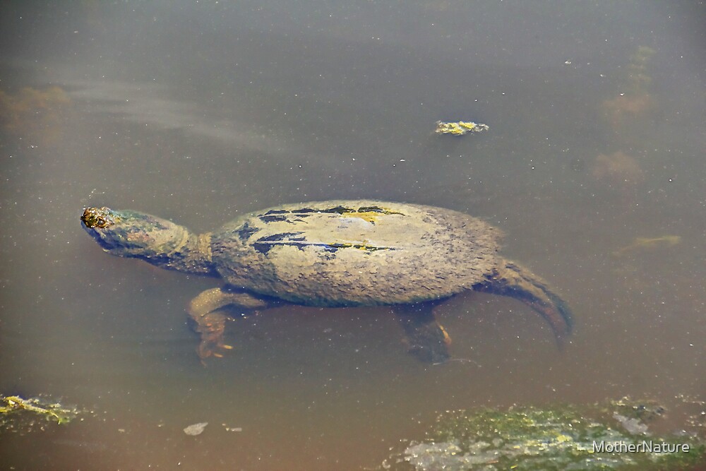 "Old Mossy Back Snapping Turtle" by MotherNature | Redbubble
