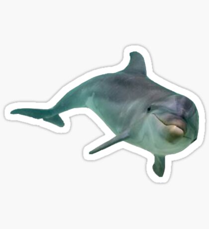Dolphin Stickers | Redbubble