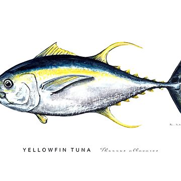 "Yellowfin Tuna - Detailed Watercolor Fish Illustration + Repeat ...