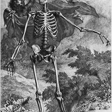 "Albinus Skeleton Human Anatomy Vintage Ecorche Engraving Spooky ...