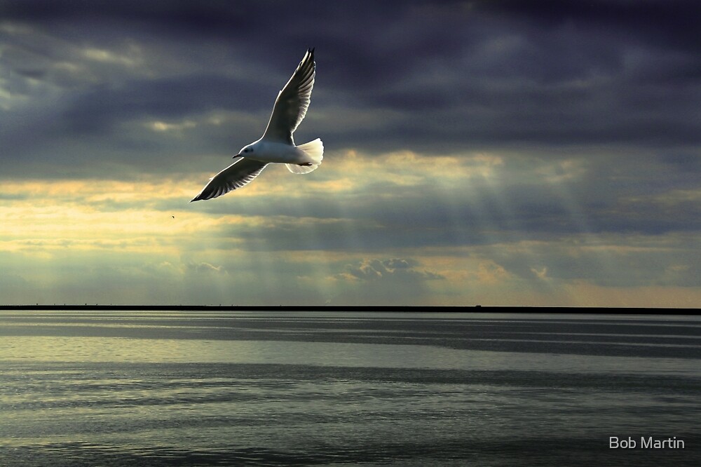 "Jonathan Livingston Seagull " by Bob Martin | Redbubble
