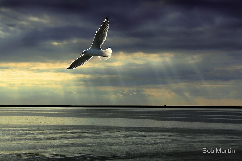 "Jonathan Livingston Seagull " by Bob Martin | Redbubble